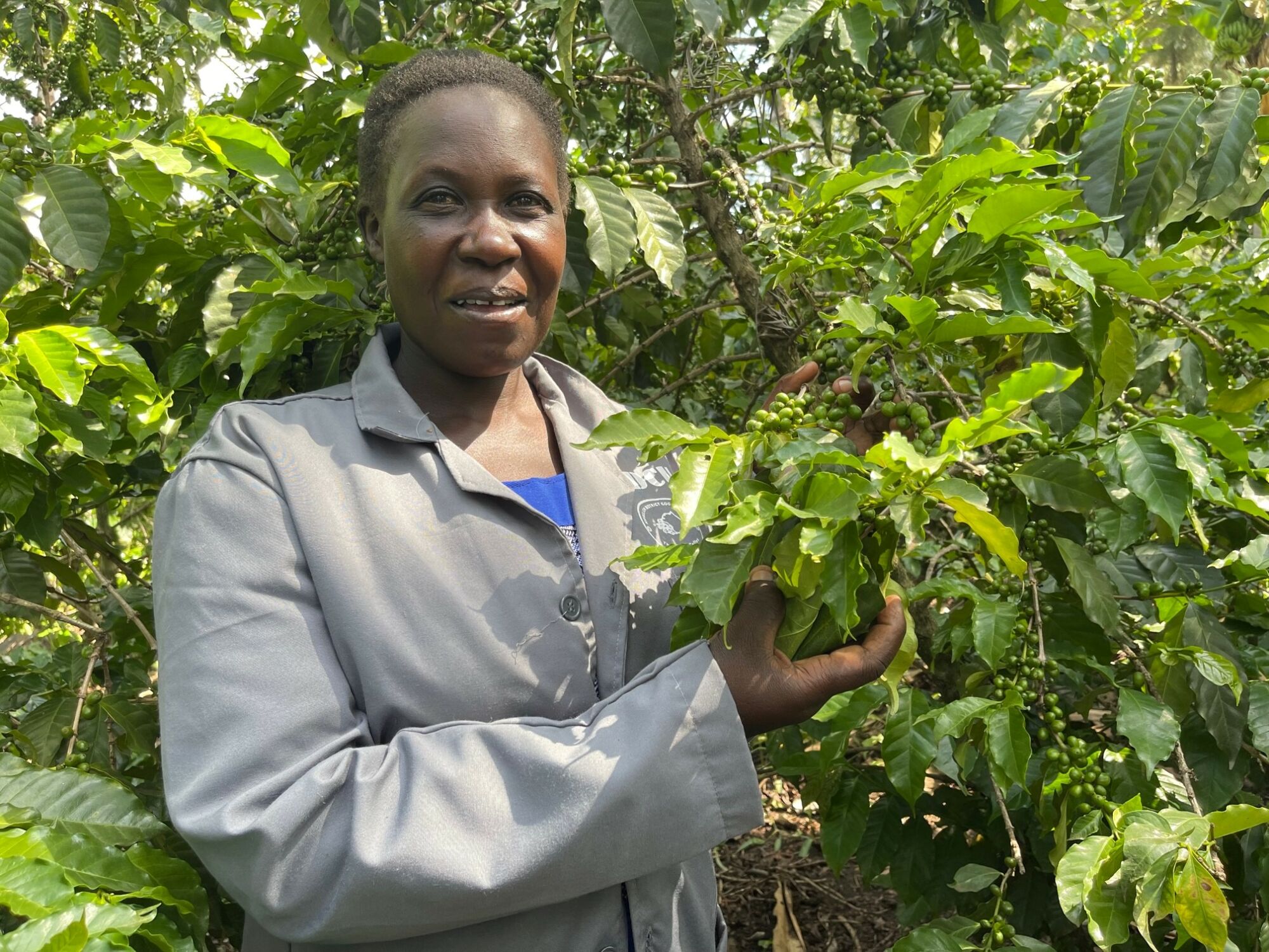 Coffee farms give Kipkelion women financial freedom - WeEffect Global