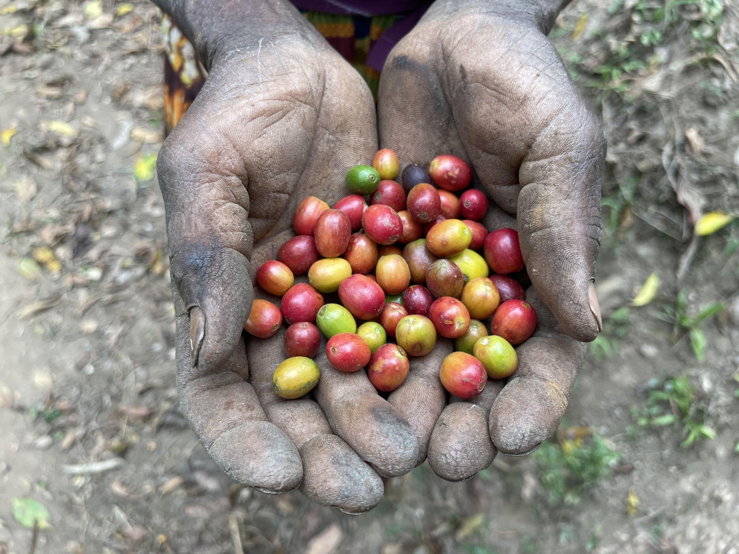 Harvesting Dreams: Cherries of success for ugandan coffee farmers ...