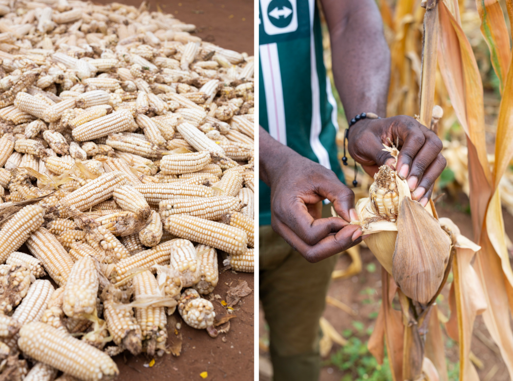 Visible Progress for Eunice's Cotton - WeEffect Global